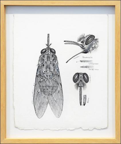 Jean-Pierre Dozon, conférence "La maladie du sommeil...", La Criée